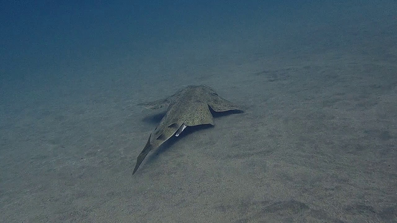 Tiburón Angel - YouTube