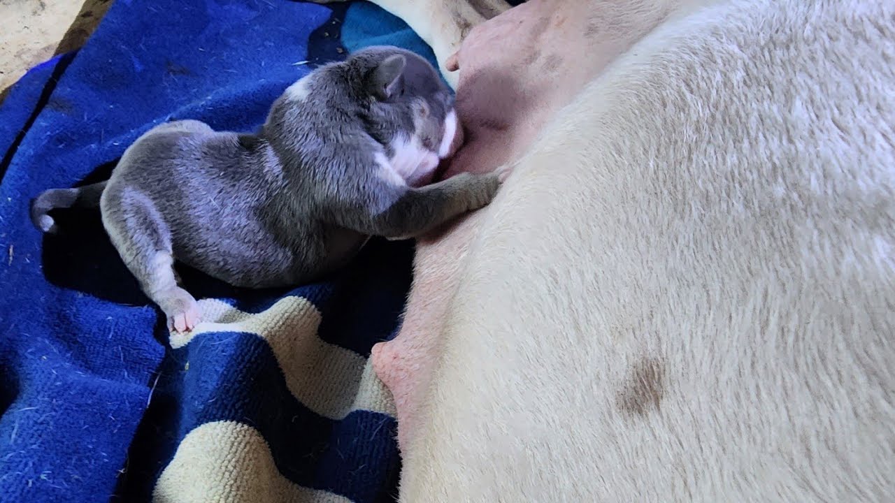 AMERICAN BULLY PUPPY THE ONE & ONLY THE BABY RHINO 5 DAYS OLD BOYS A ...