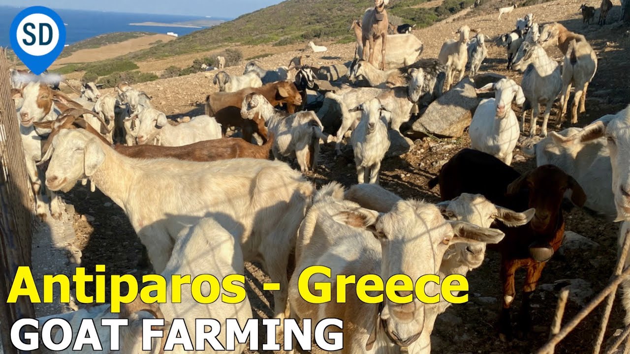 Goat Farming for Milk & Cheese in Antiparos, Greece - YouTube