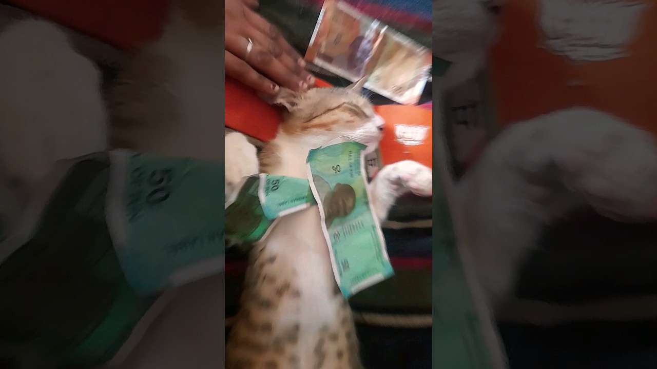 bharat ka billa billa bus ek hi nam bolega jai shree ram sanatandharma# ...