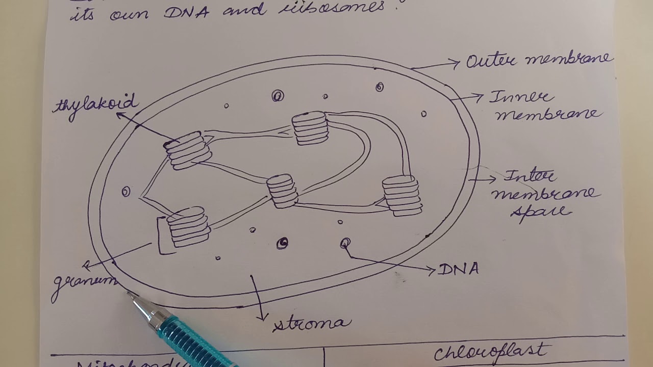 Class 9th # Basic Concept of Chloroplast # Mohini Aggarwal - YouTube
