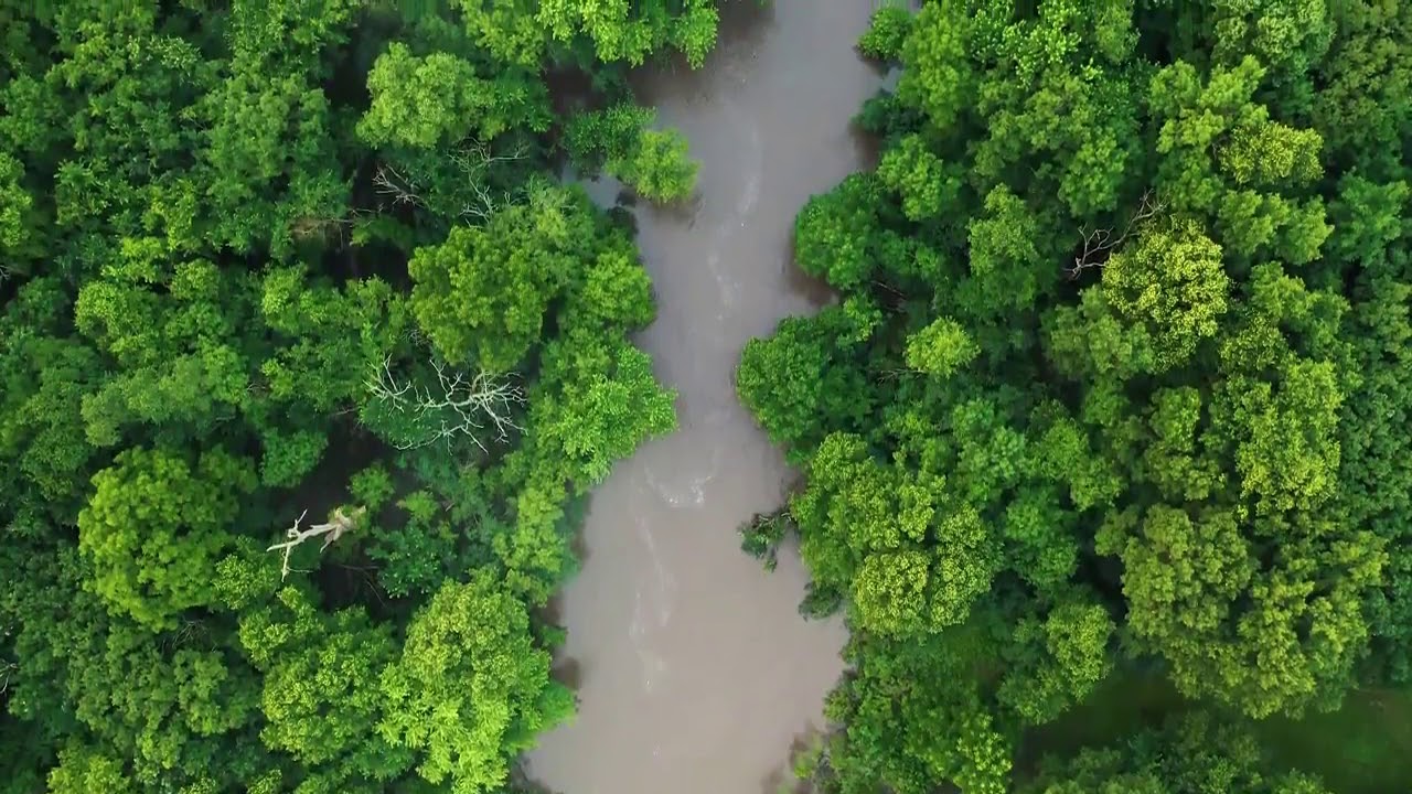 forest inspiration - YouTube