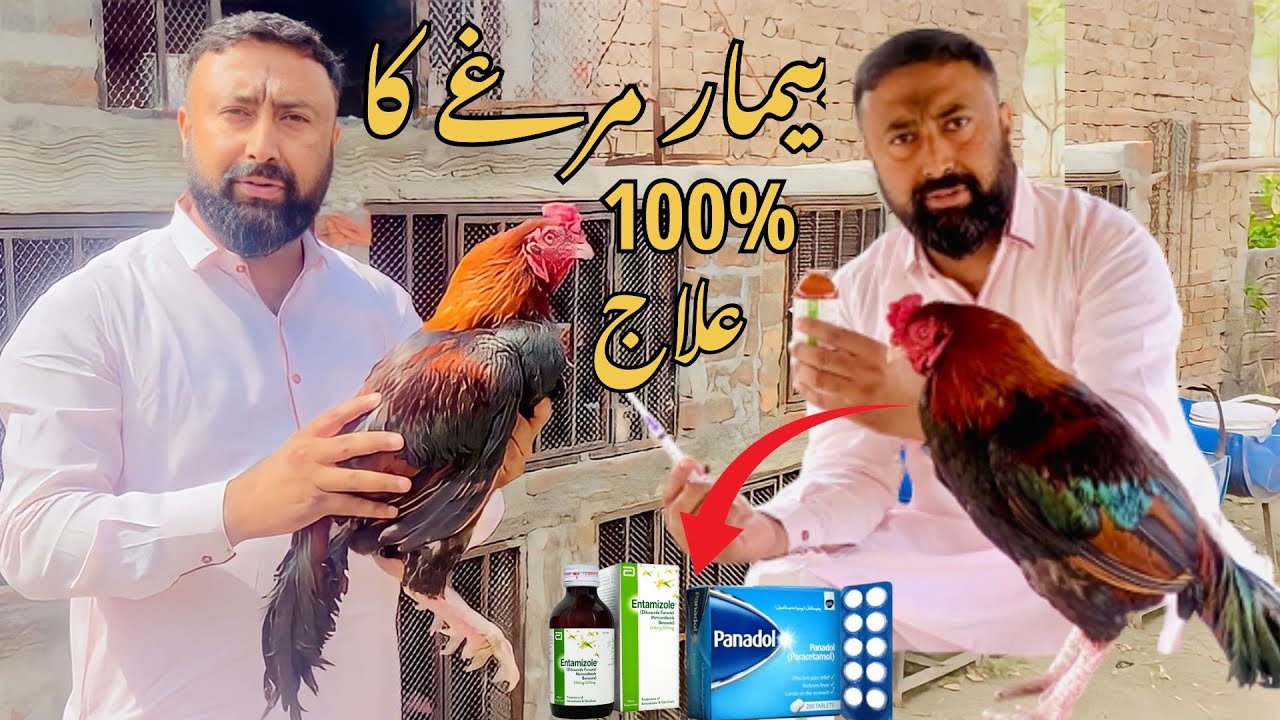 Bemaar Aseel Murghay Ky ilaj 100% || Taz Bokhar ka hal || Mini Dera ...