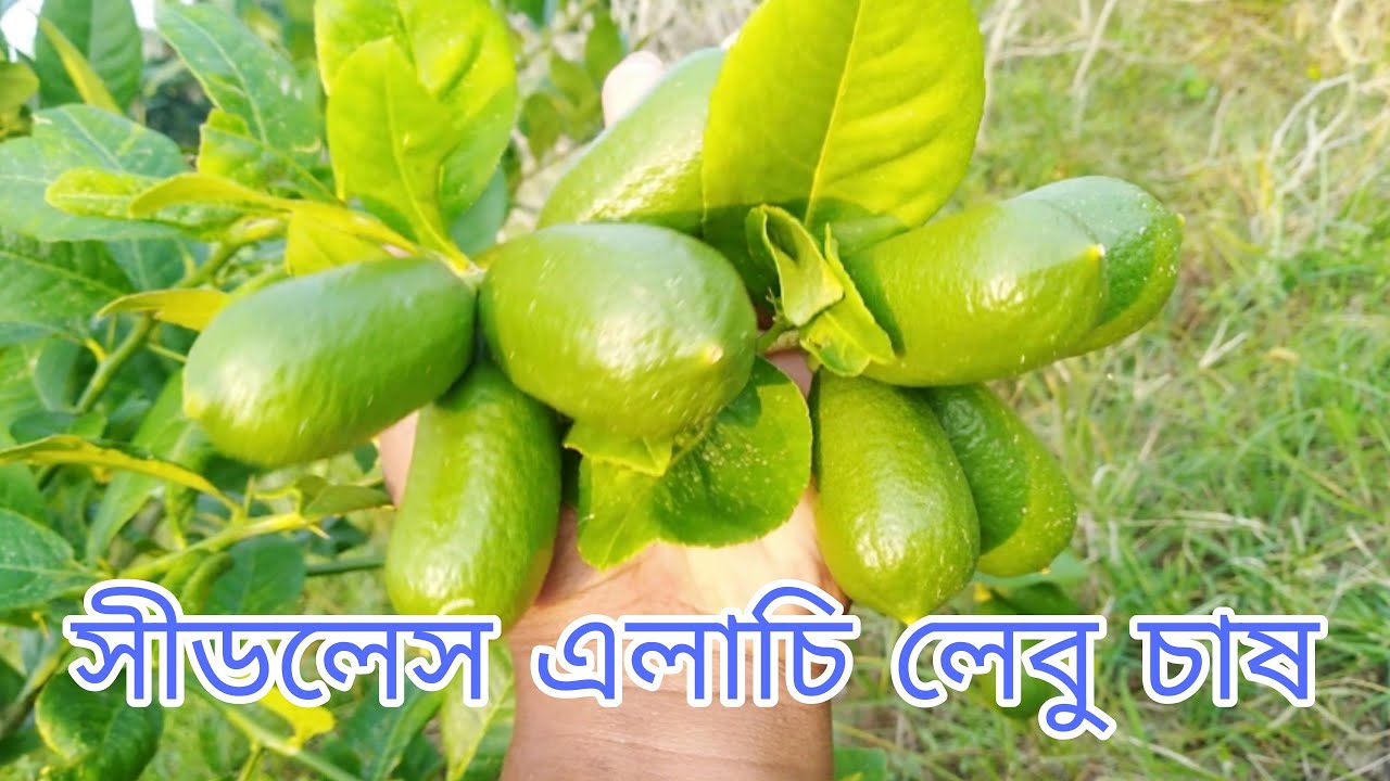 Elachi lebu/lemon farming/china 3/china 3 lemon/seedless china 3 lebu ...