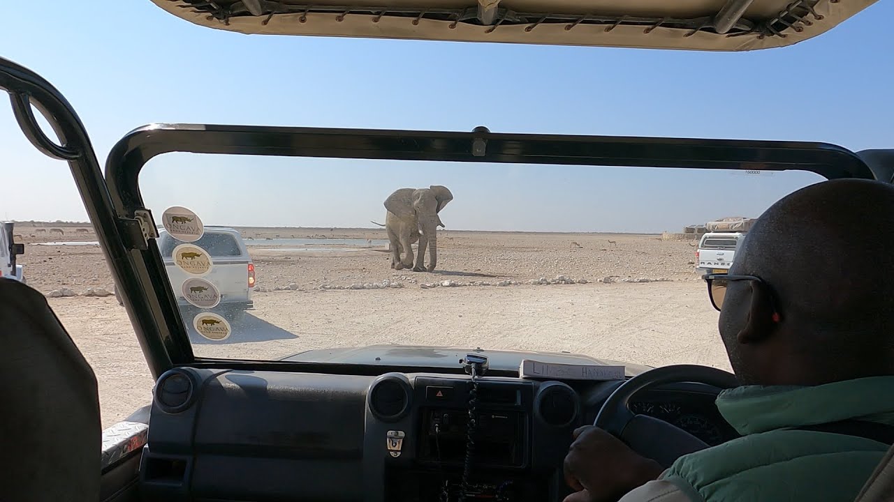 Game Drive in Namibia, Ongava to Etosha - YouTube