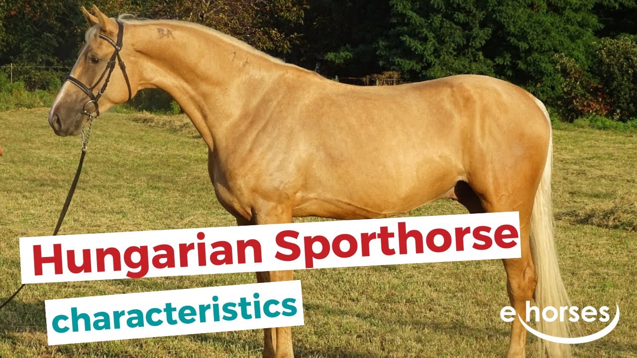 Hungarian Sport Horse | characteristics, origin & disciplines - YouTube