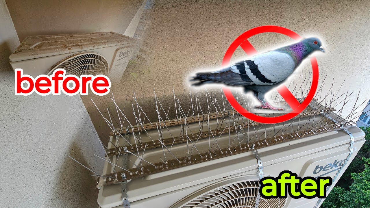 Before & After: How I Solved My Bird Problem! - YouTube