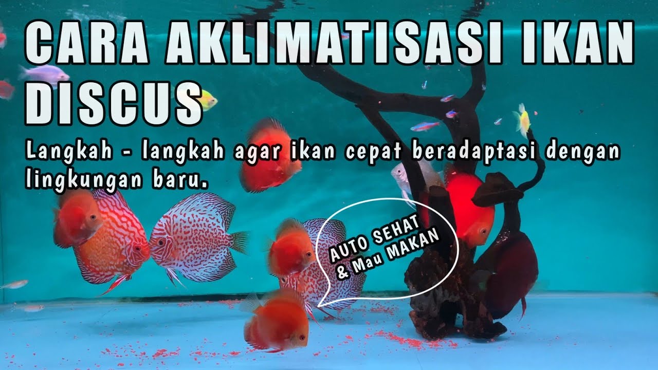 Cara AKLIMATISASI Ikan Discus yang BENAR - YouTube