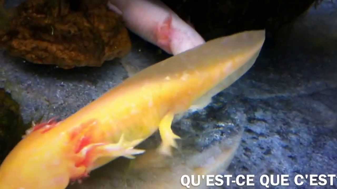 Dinosaure ou Poisson? - YouTube