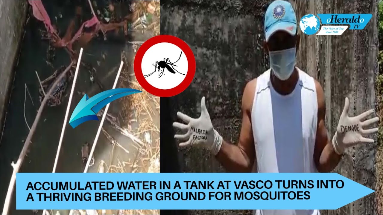 Accumulated water in a tank at Vasco turns into a thriving breeding ...