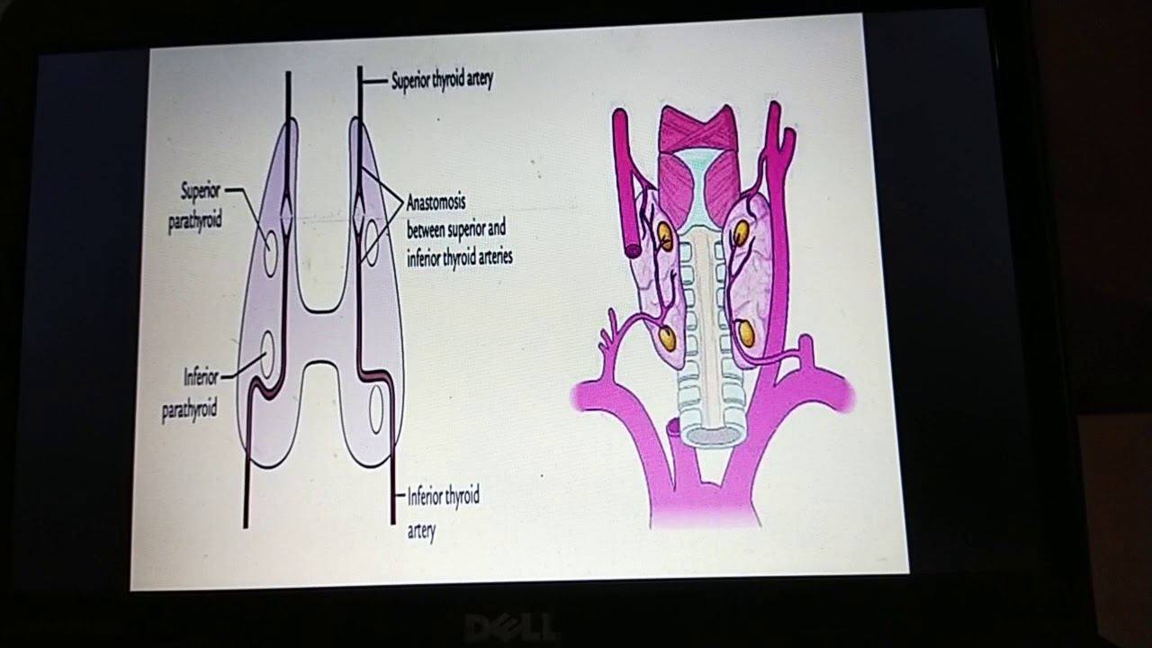 Anatomy of parathyroid gland - YouTube