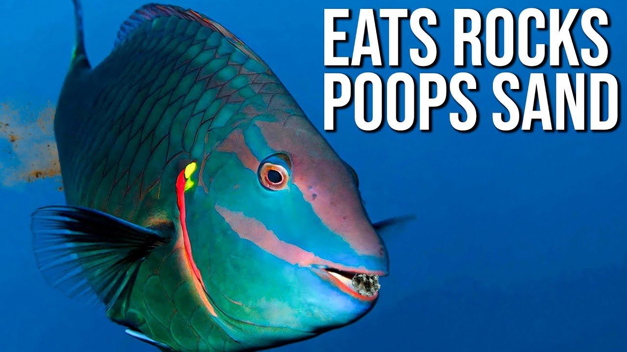 15 Weirdest Fish Ever Discovered - YouTube