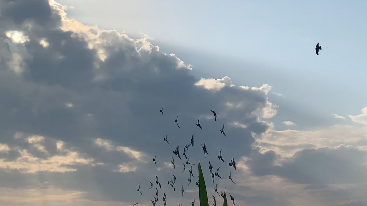 Ridiculous Flock Defence When Hawk Attacks - YouTube