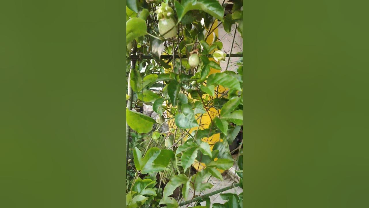 Pohon markisa Rafif berbuah banyak - YouTube