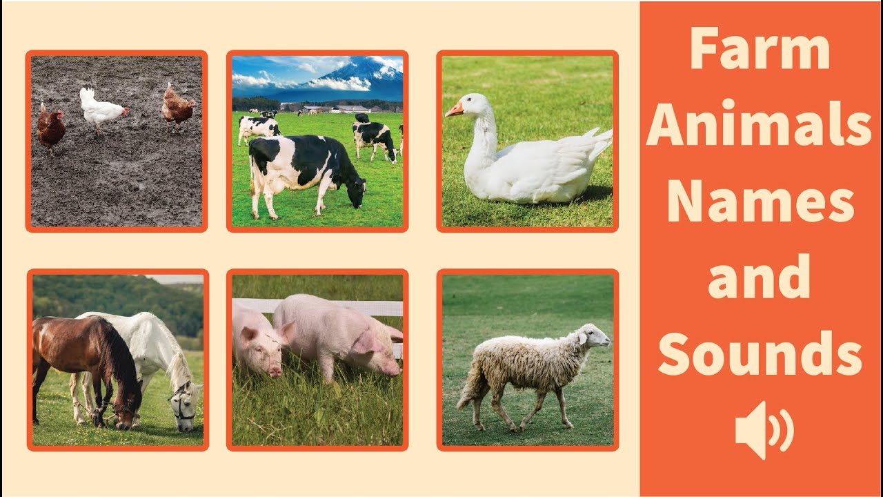 Learn Farm Animals Names / Learn animals sounds for kids - YouTube