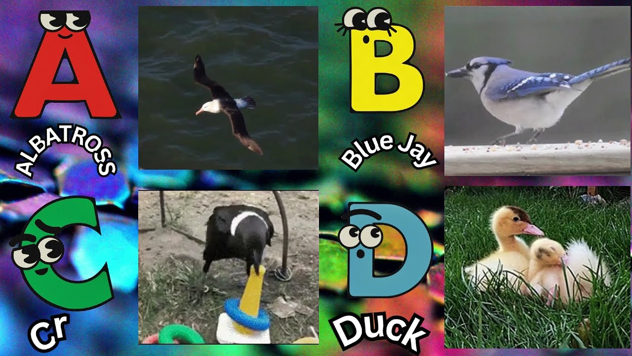 ABC Song | Birds ABC Song | Phonics for Kids | Baby Alphabet Letters ...
