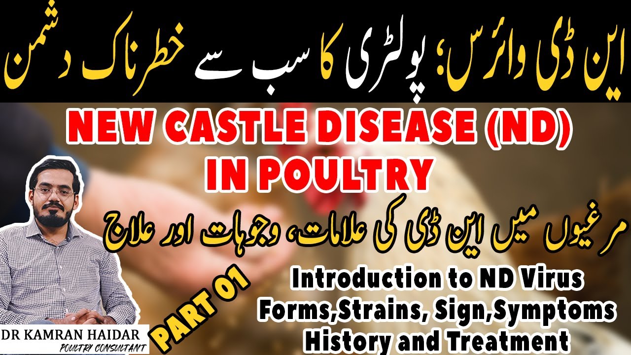 New Castle (ND) Disease in Poultry | History of ND | Signs, Symptoms ...