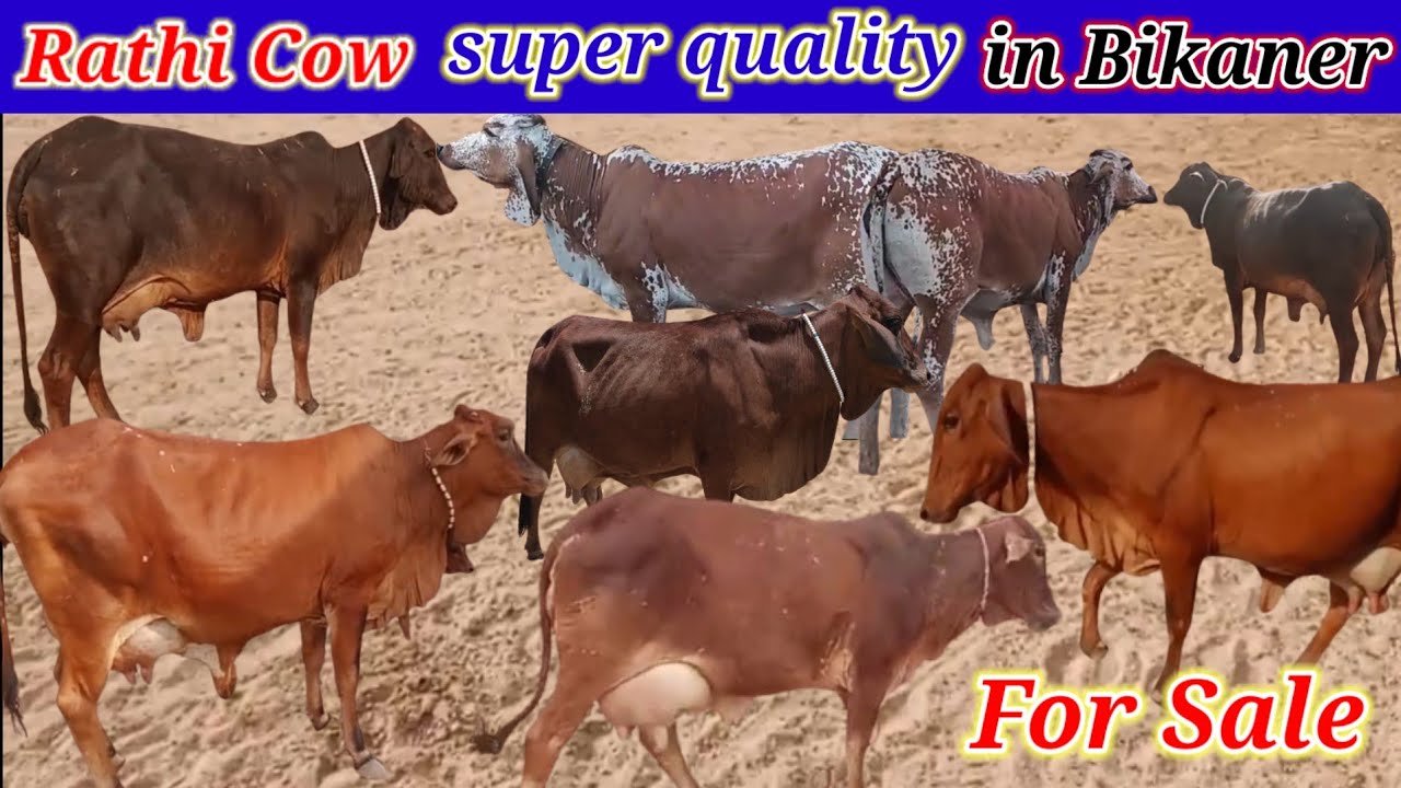 Rathi Cow, 20,000 ₹ super quality in Bikaner, शुद्ध राठी गायें ...