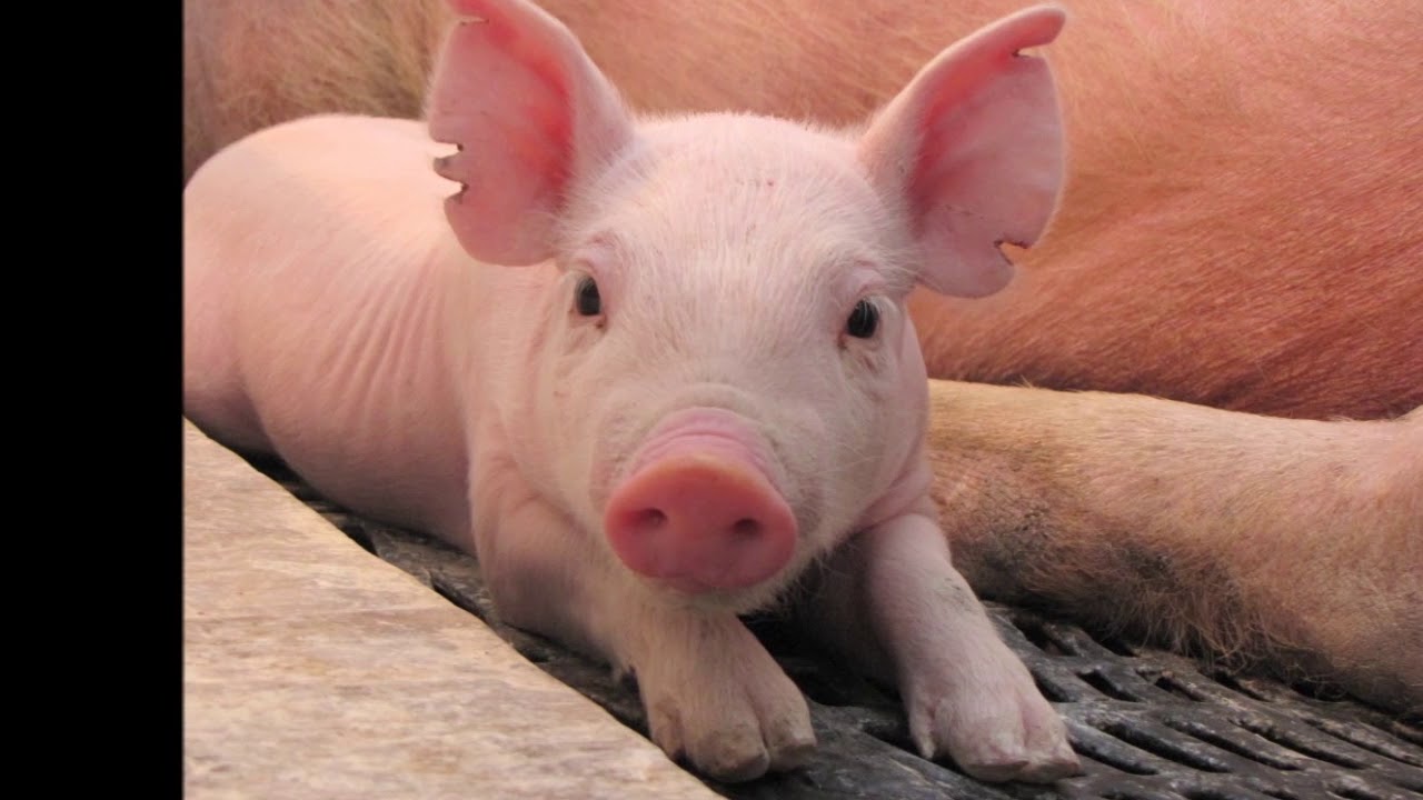 Cómo Castrar Un Cerdo o Lechón Paso A Paso - Mi Pequeña Granja - YouTube