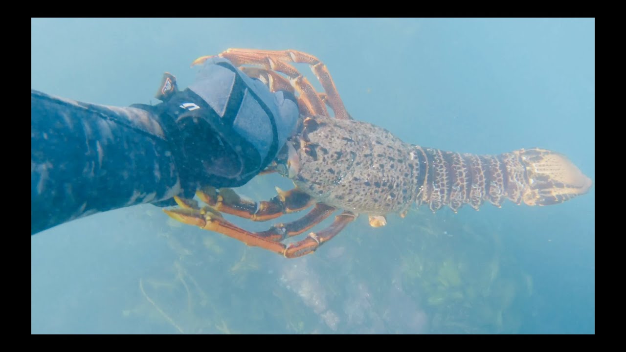 Diving at Moa point New Zealand - YouTube