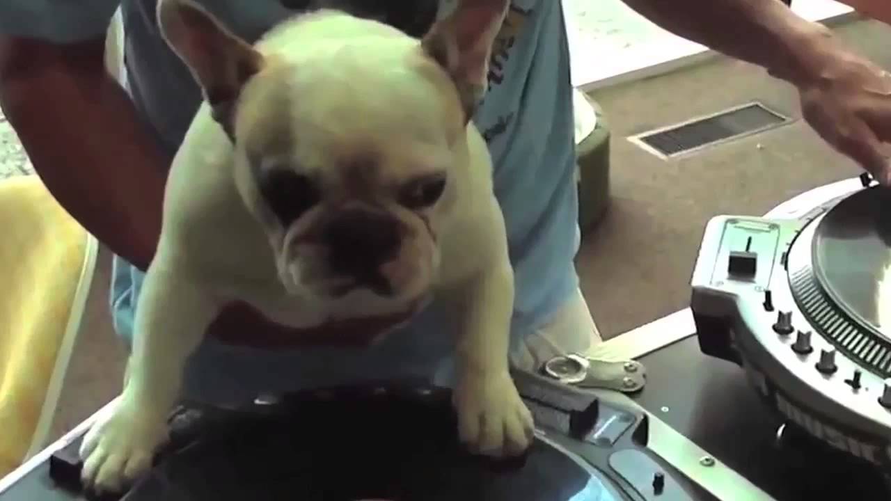 DJ Pug Life - YouTube