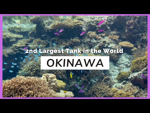Giant Whale Shark | Okinawa Churaumi Aquarium | Japan