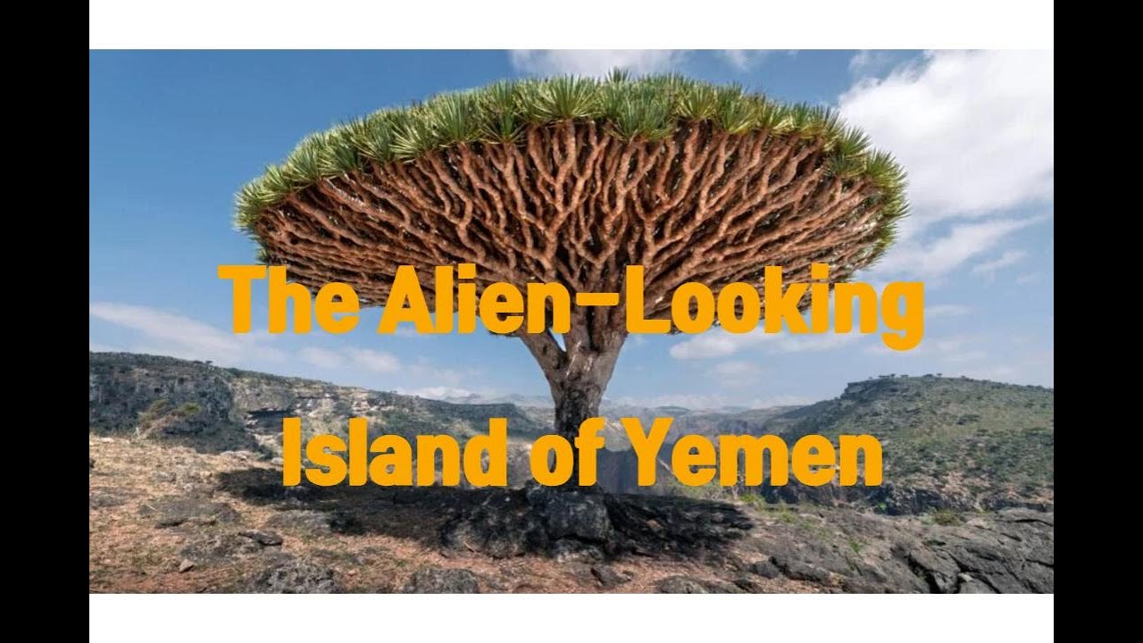 Exploring Socotra: The Alien-Looking Island of Yemen - YouTube