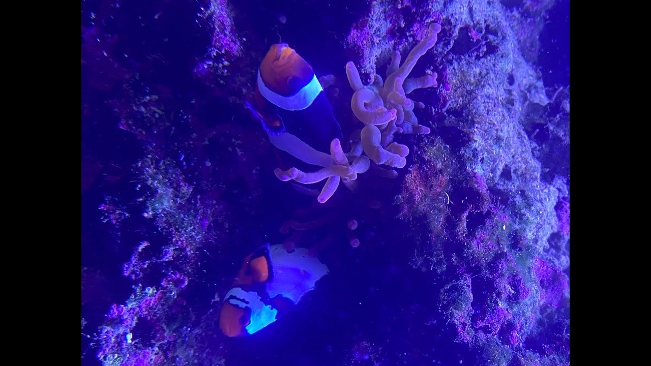 Clownfish spawning: LIVE - YouTube