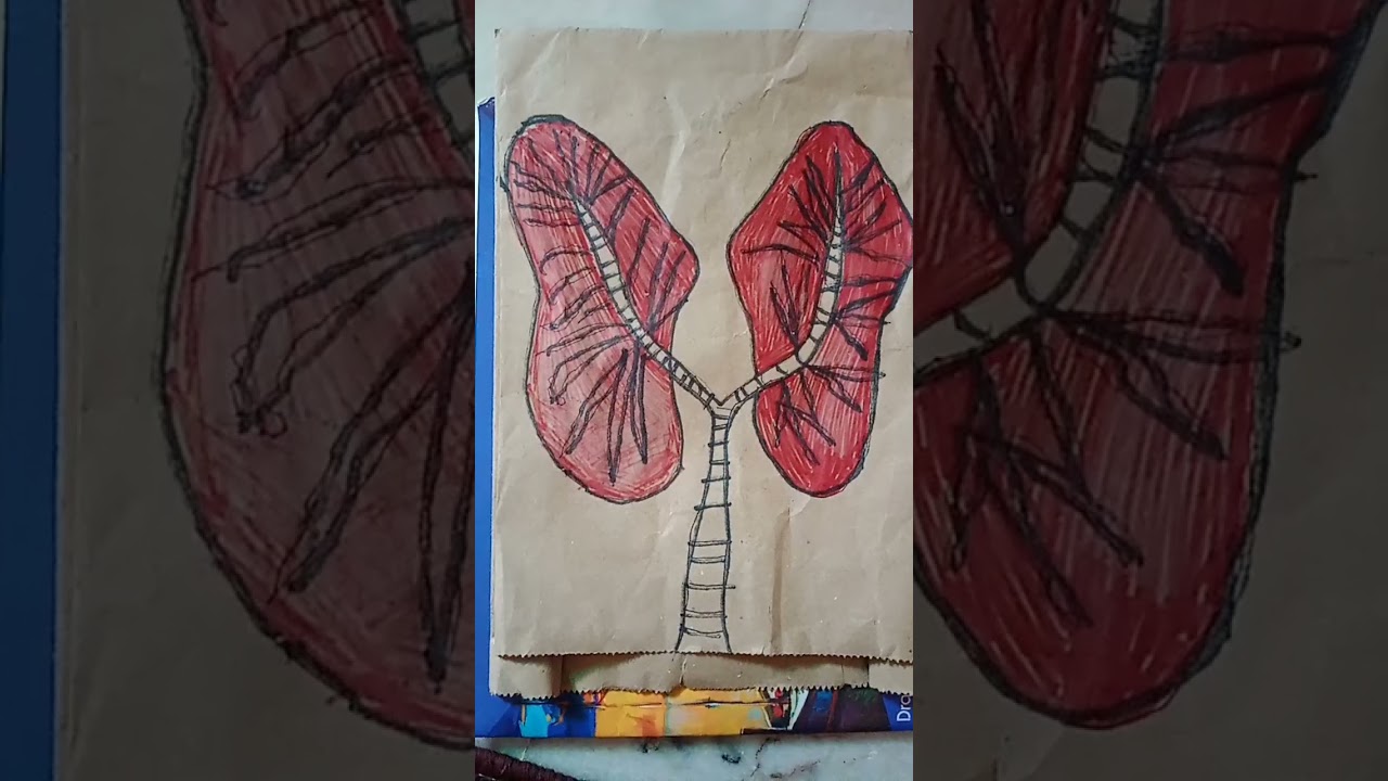 lungs drawing and craft - YouTube