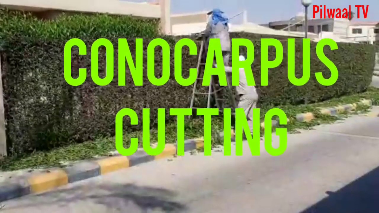 Conocarpus Tree Cutting Design As A Fencing Wall |Sehnsa Kotli|AJK ...