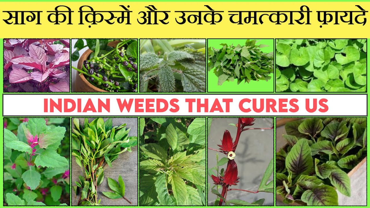 Eat Medicinal Food यह साग असाध्य रोगों को भी ठीक करता है Indian Weeds ...