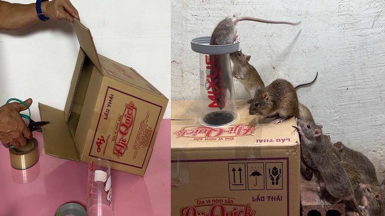 Mouse trap with cardboard box \ The best mousetrap in the world - YouTube