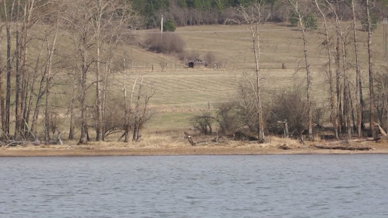 Hawk chasing ducks - YouTube