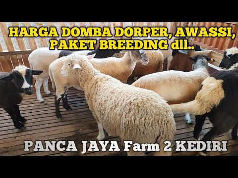 HARGA TERBARU DOMBA BREEDING UNGGULAN PANCA JAYA Farm - YouTube
