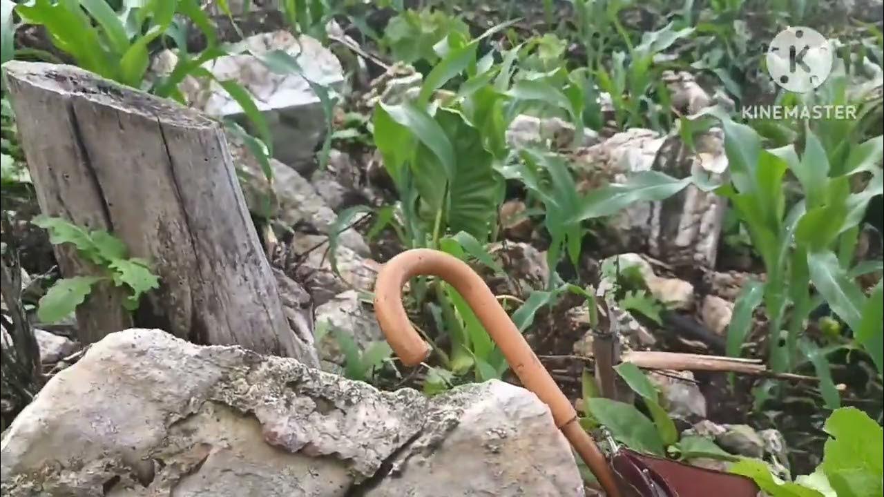 hnub no kuv mu de zaub os thiab saib pob kws os.29/6/2023 - YouTube