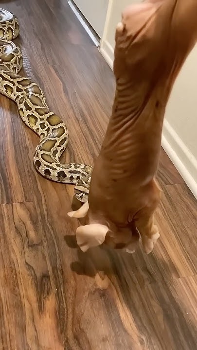 Rocky My GIANT Python Having Piggy Dinner! 🐷🐍 - YouTube