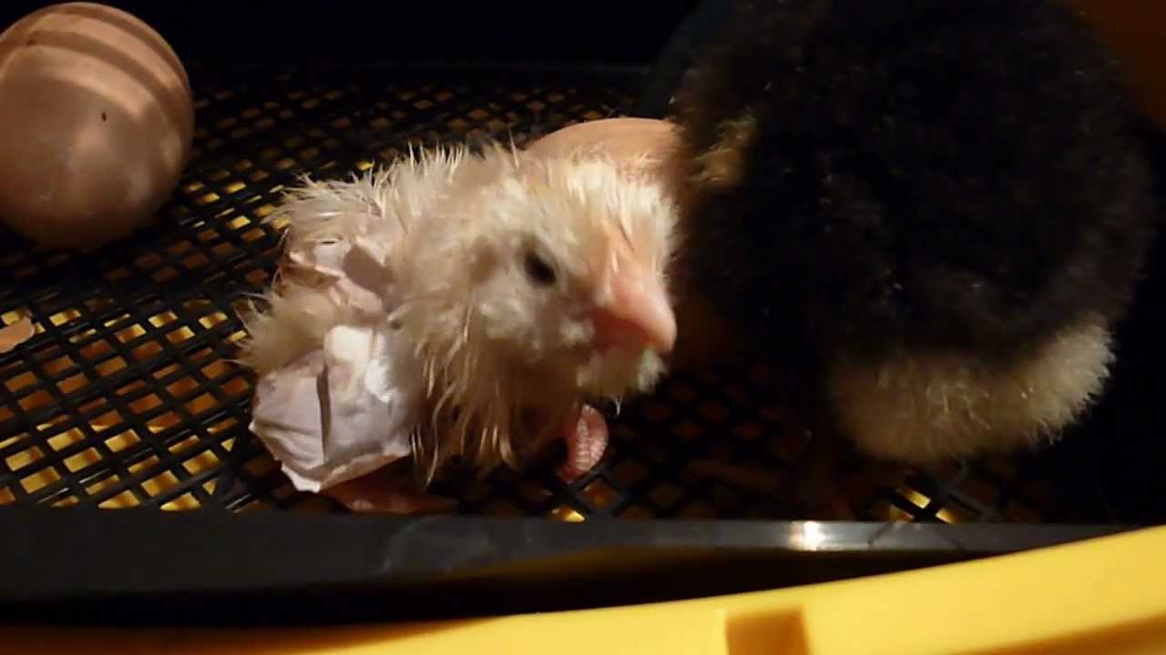 Baby chick just born 10 min old close up - YouTube