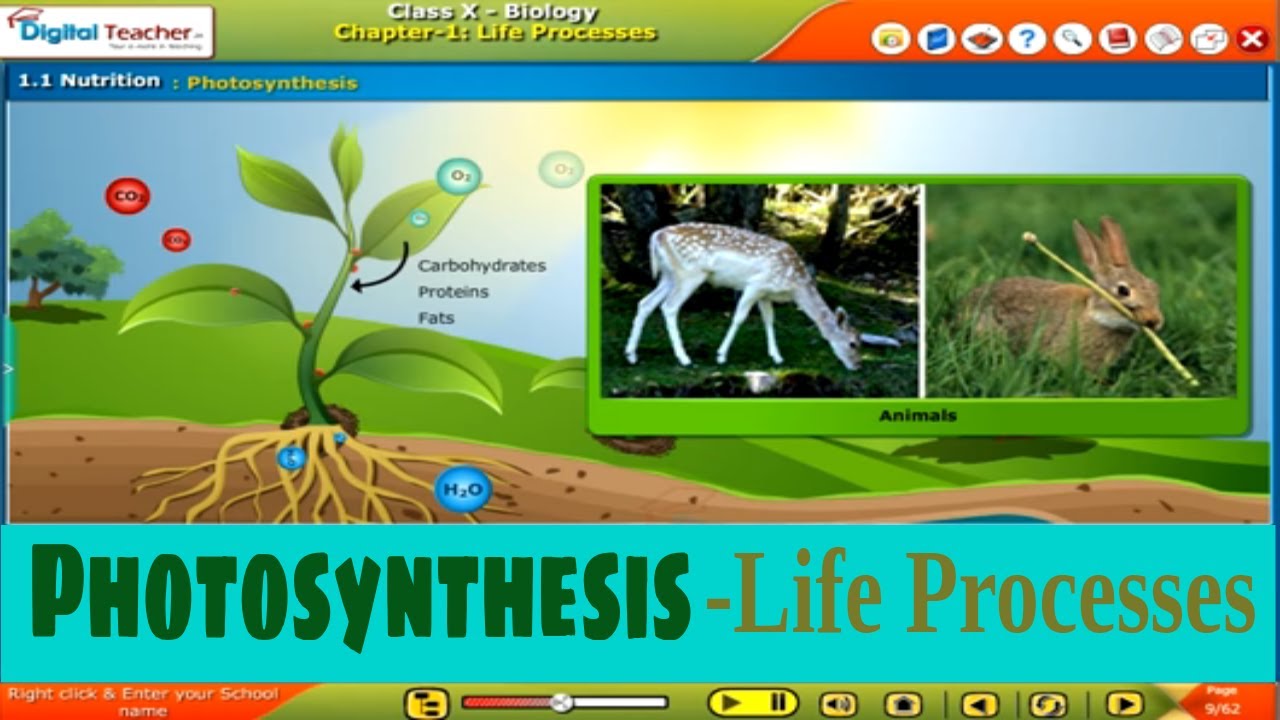 Photosynthesis - Life processes, Class 10 Biology | Digital Teacher ...