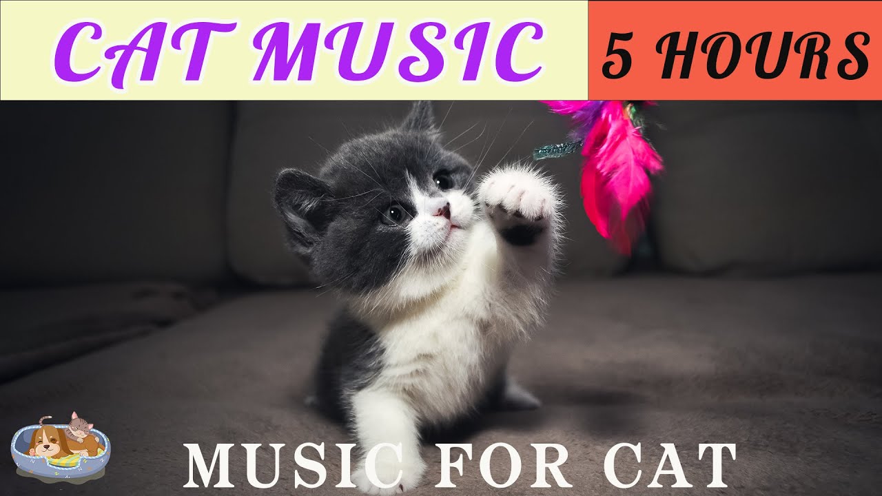 고양이가 좋아하는 음악 5시간 😽 강아지스트레스해소음악🎵고양이를 위한 스트레스 해소 음악 💖 출근할때 외출할때 틀어주세요