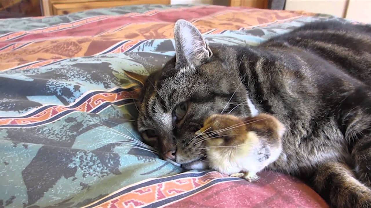 Cat and baby chick cuddle together - YouTube