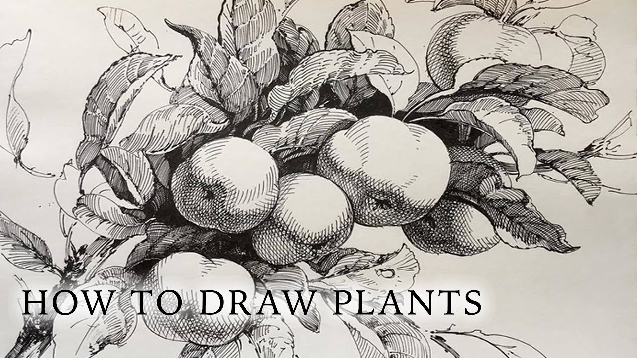 How to Draw Plants - YouTube