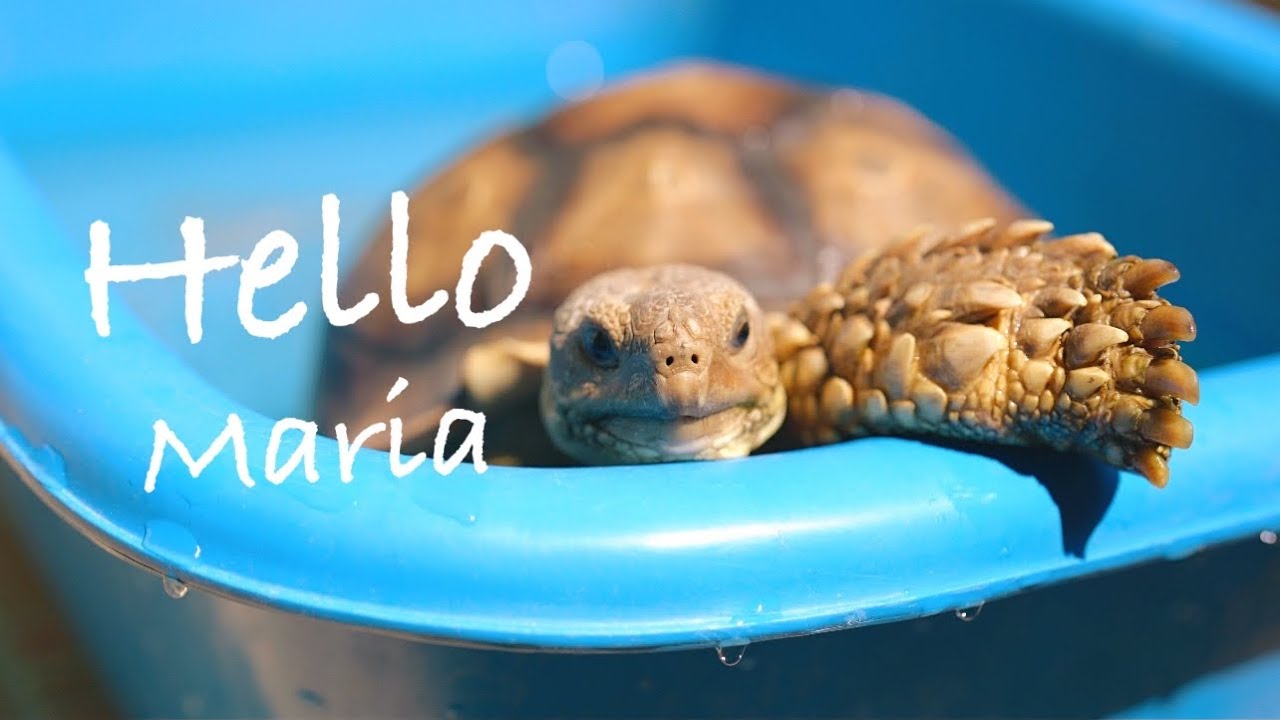 Hello Maria #ซูคาต้า #เต่าบก - YouTube