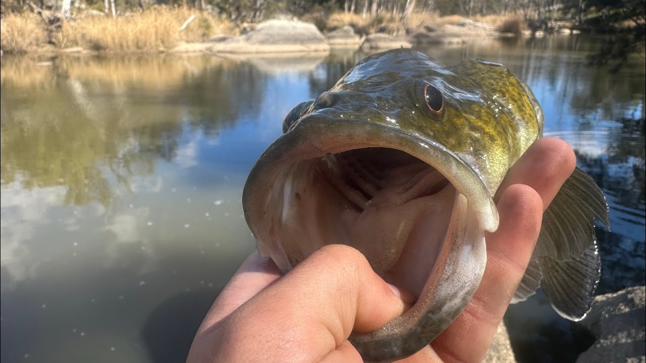 Camping and cod fishing on the MacDonald river - YouTube