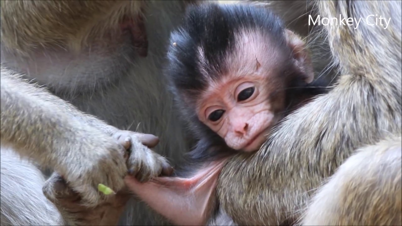 Amari takes care her baby monkey Lori in group - YouTube