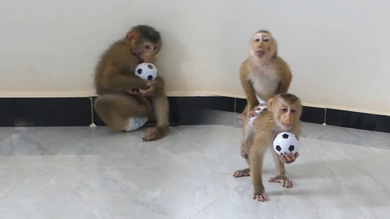Moly Playing Fun With Zuji While Donal L0nely Sit Hug Ball - YouTube