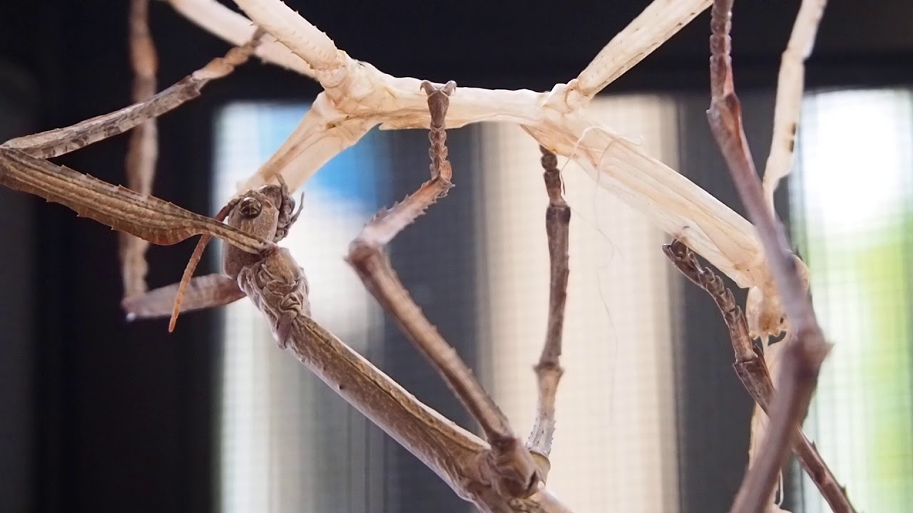 Birabira - Stick Insect Shedding Skin - YouTube