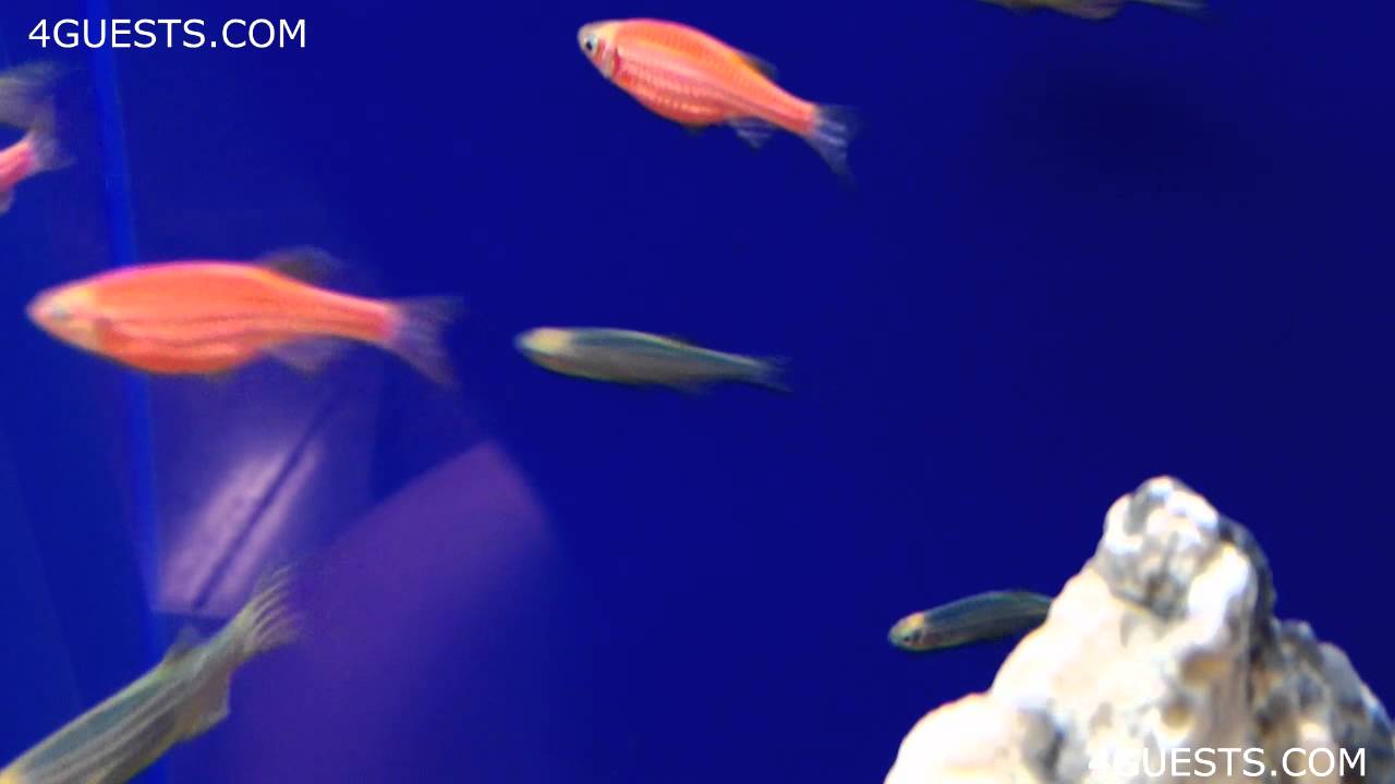 GLOFISH IN AQUARIUM ~ FISH THAT GLOW - YouTube