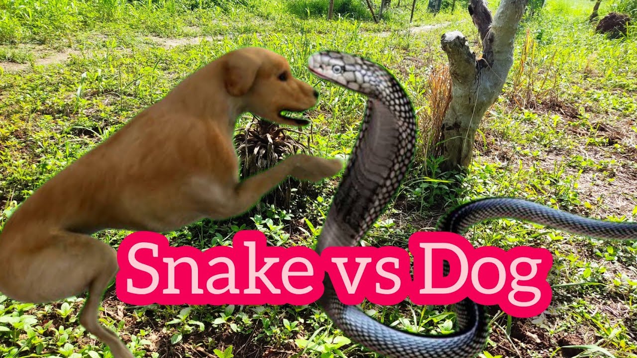 Ang aso naming si POPOL ay nakahuli ng ahas |tangay toto #dog # ...