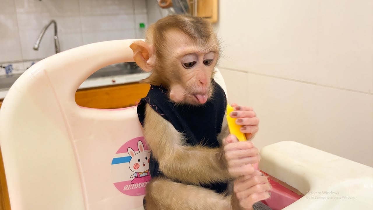After healing wound, Monkey YuYu ate better! - YouTube