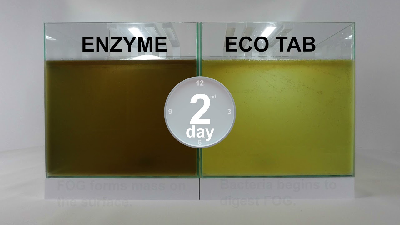 Eco Tabs versus Enzymes - YouTube